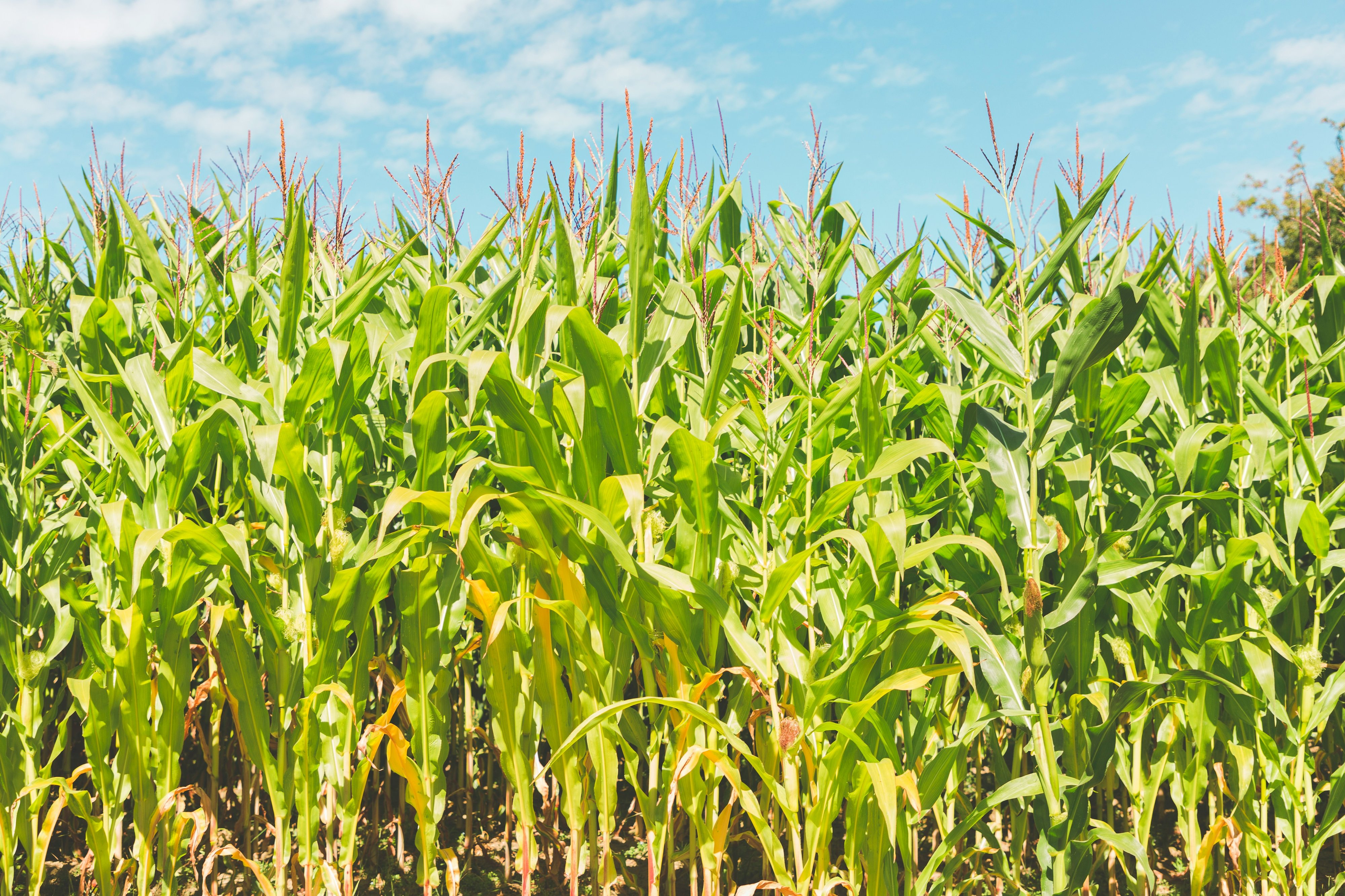 CORN FUND